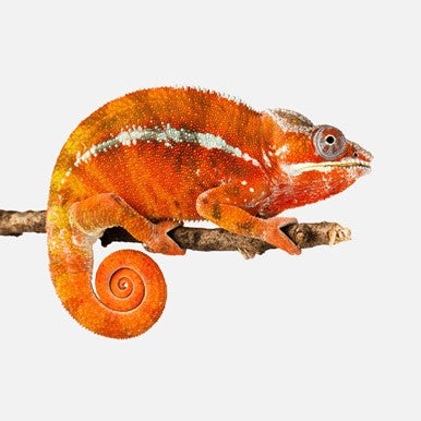 Exóticos – Jaspet