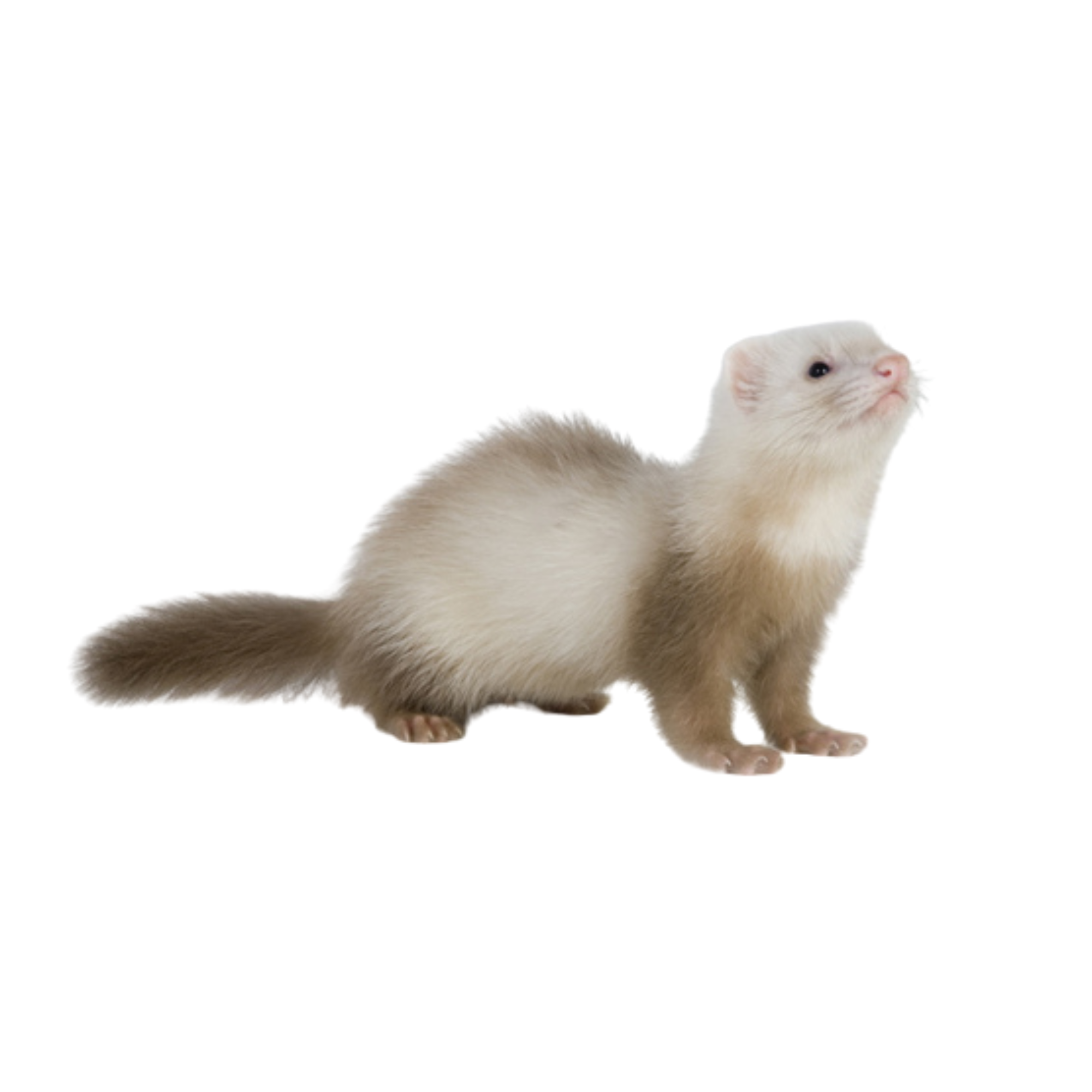 Furão (Mustela putorius furo) – Jaspet