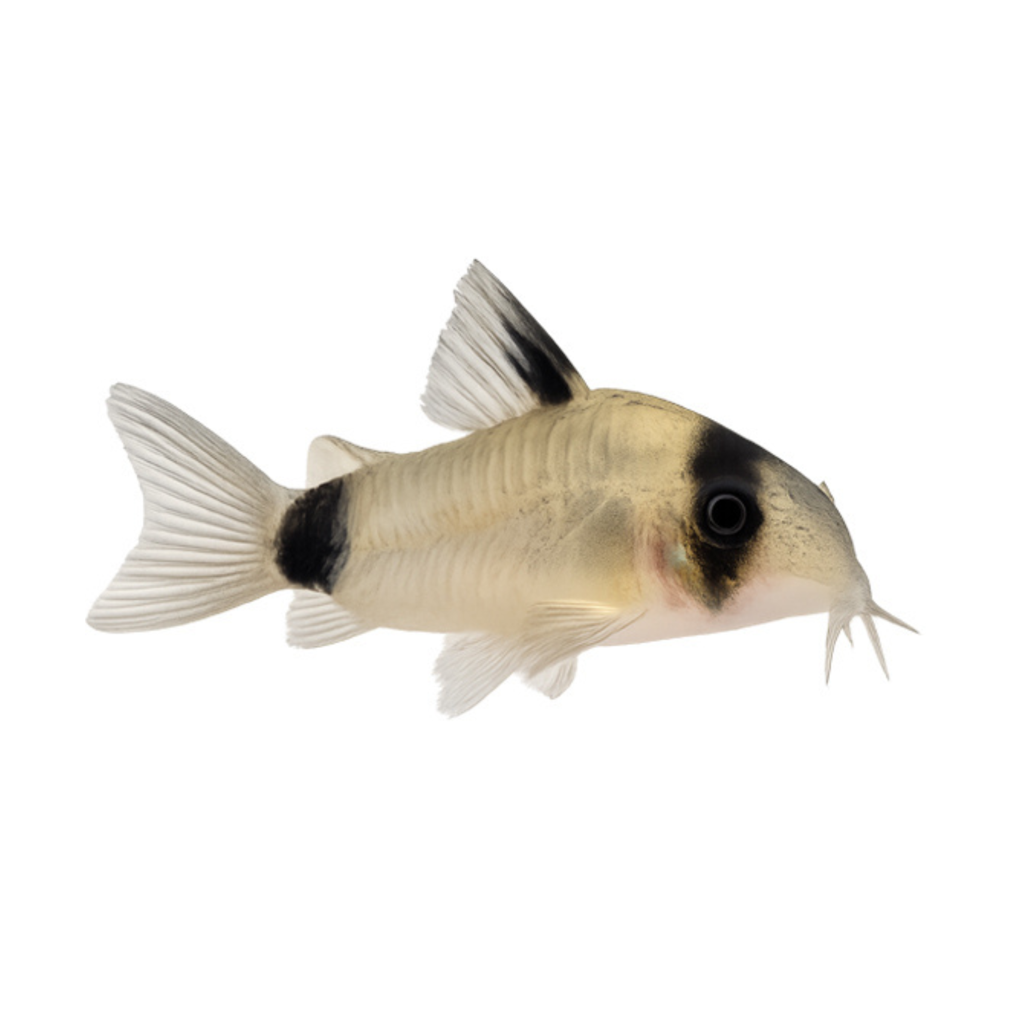 Corydora Panda (Corydoras panda) – Jaspet