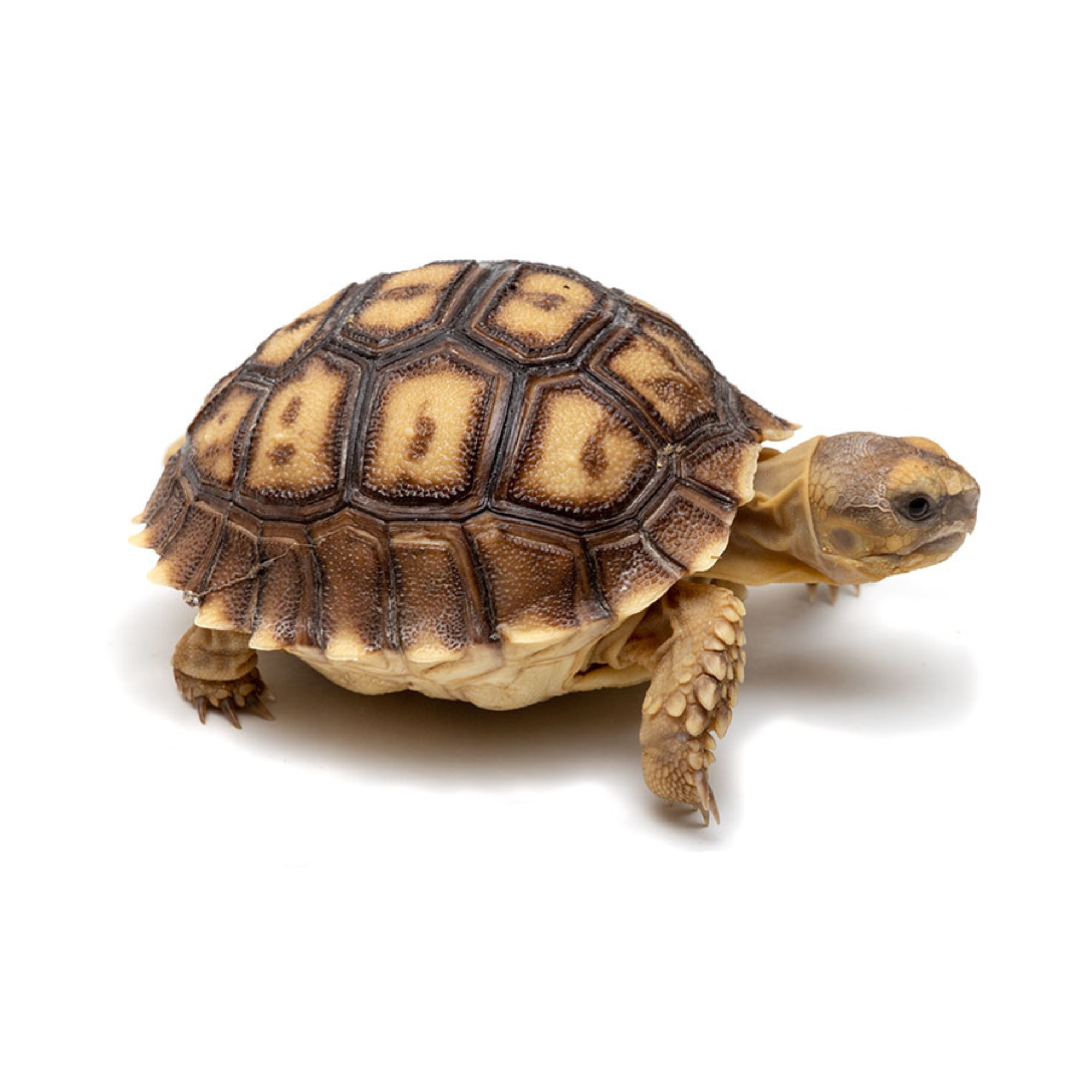 Tartaruga-Sulcada-Africana "Tartaruga de Esporas" - (Centrochelys sulc ...