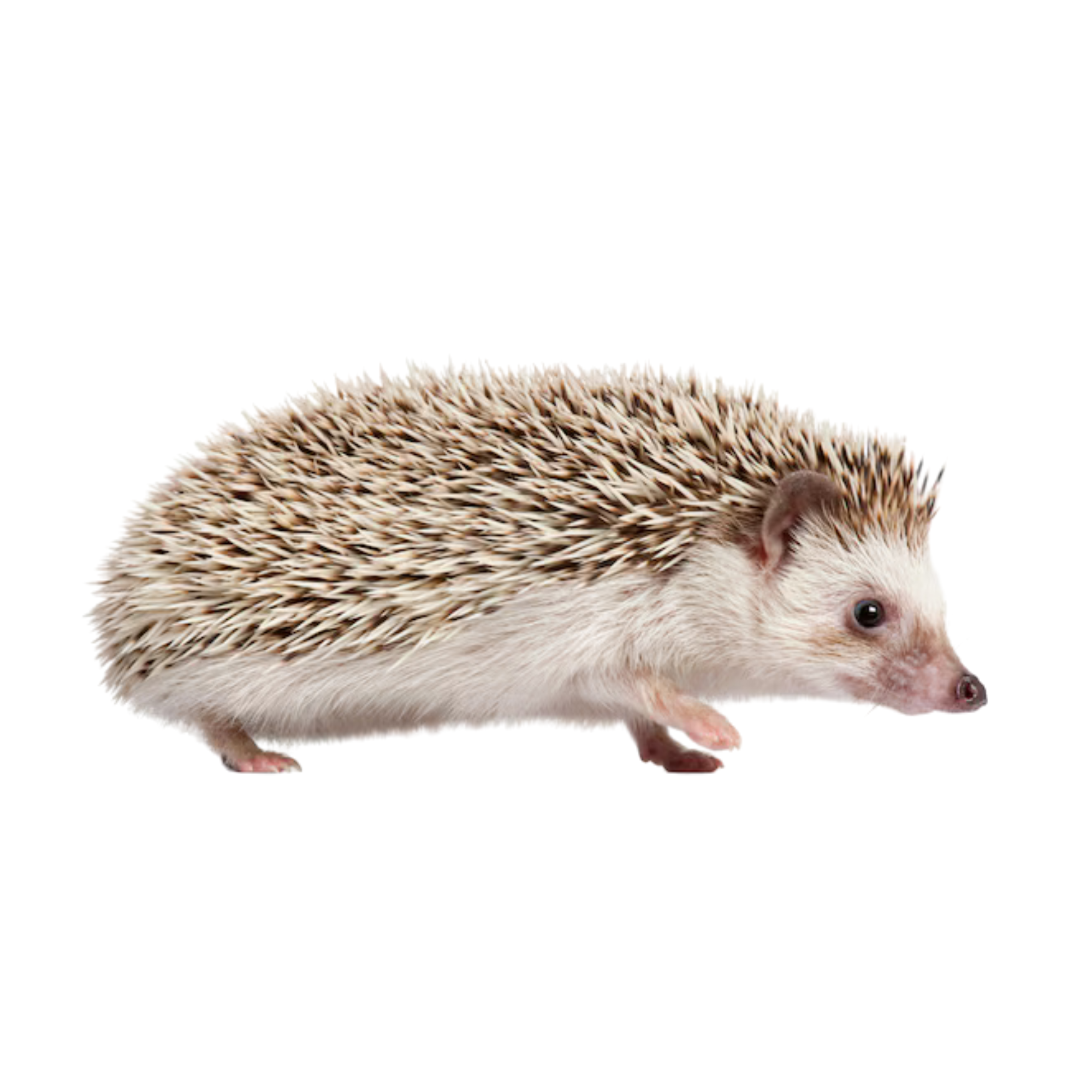 Ouriço pigmeu africano (Atelerix albiventris) – Jaspet