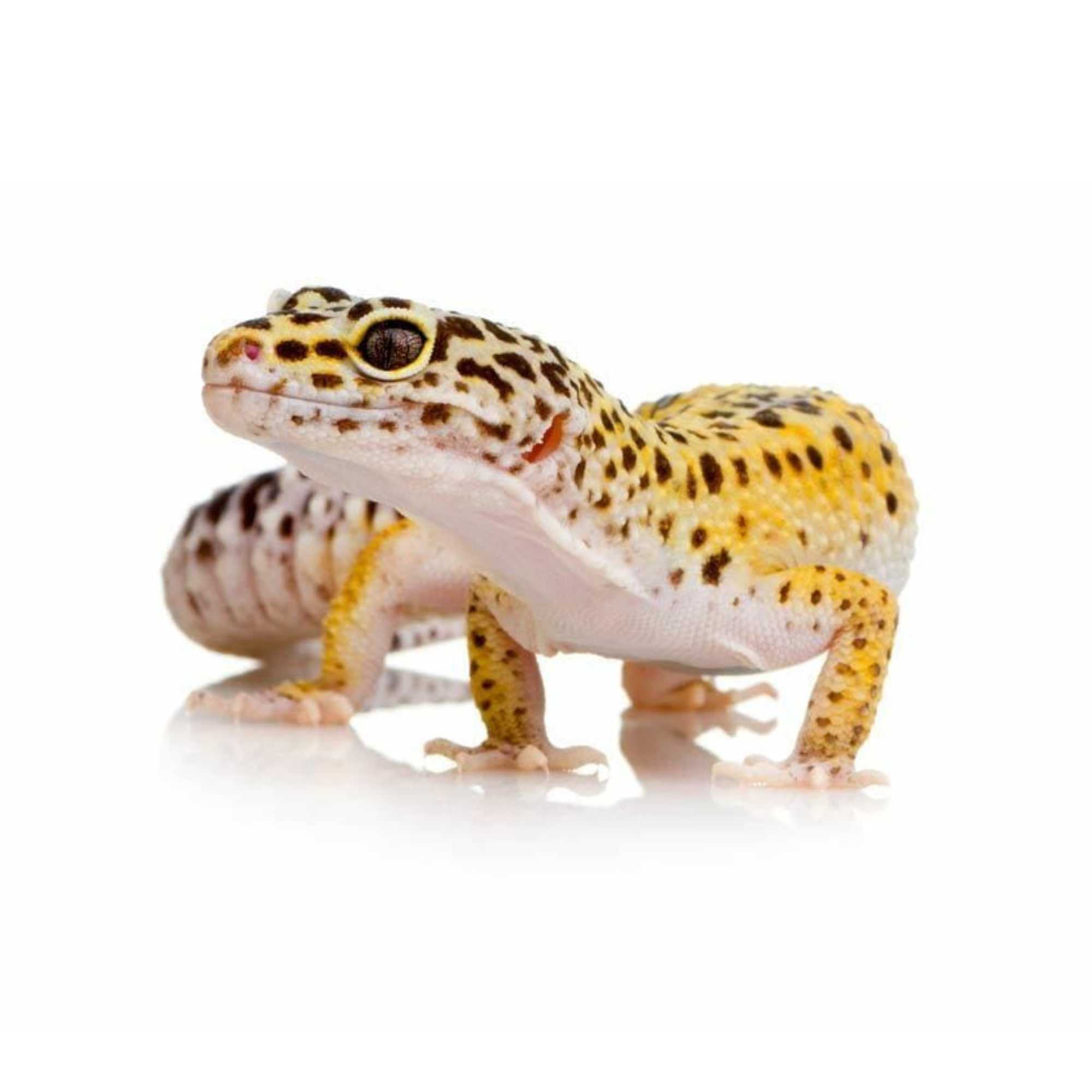 Gecko Leopardo (Eublepharis macularius) – Jaspet