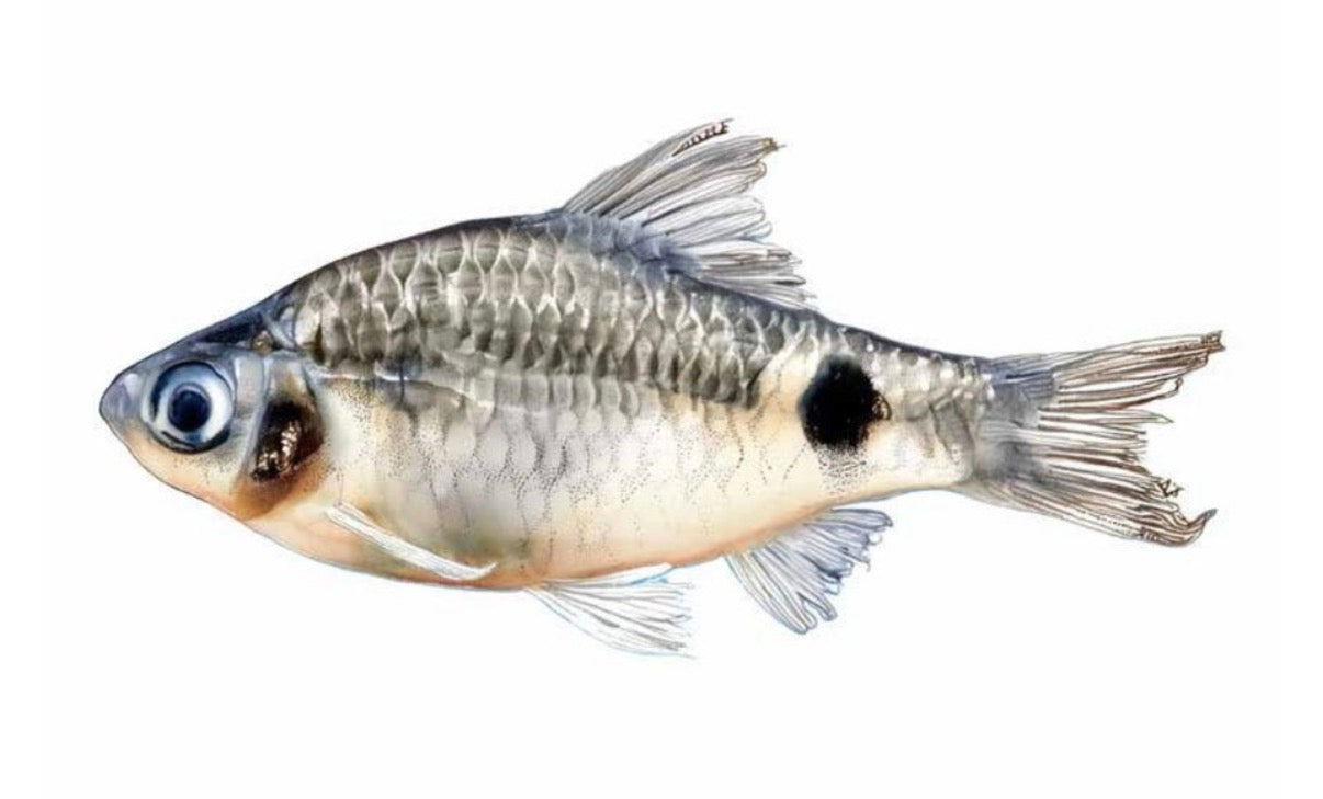 Barbo-pérola negra (Pethia dibrugarhensis) – Jaspet
