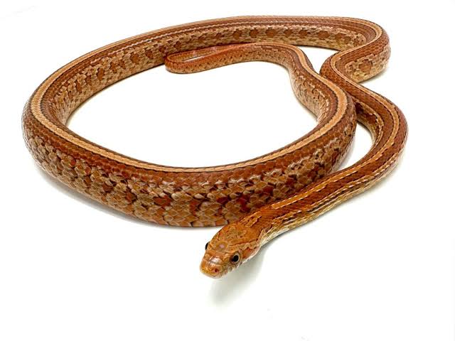 Cobra do Milho (Corn Snake) - Pantherophis Guttatus – Jaspet