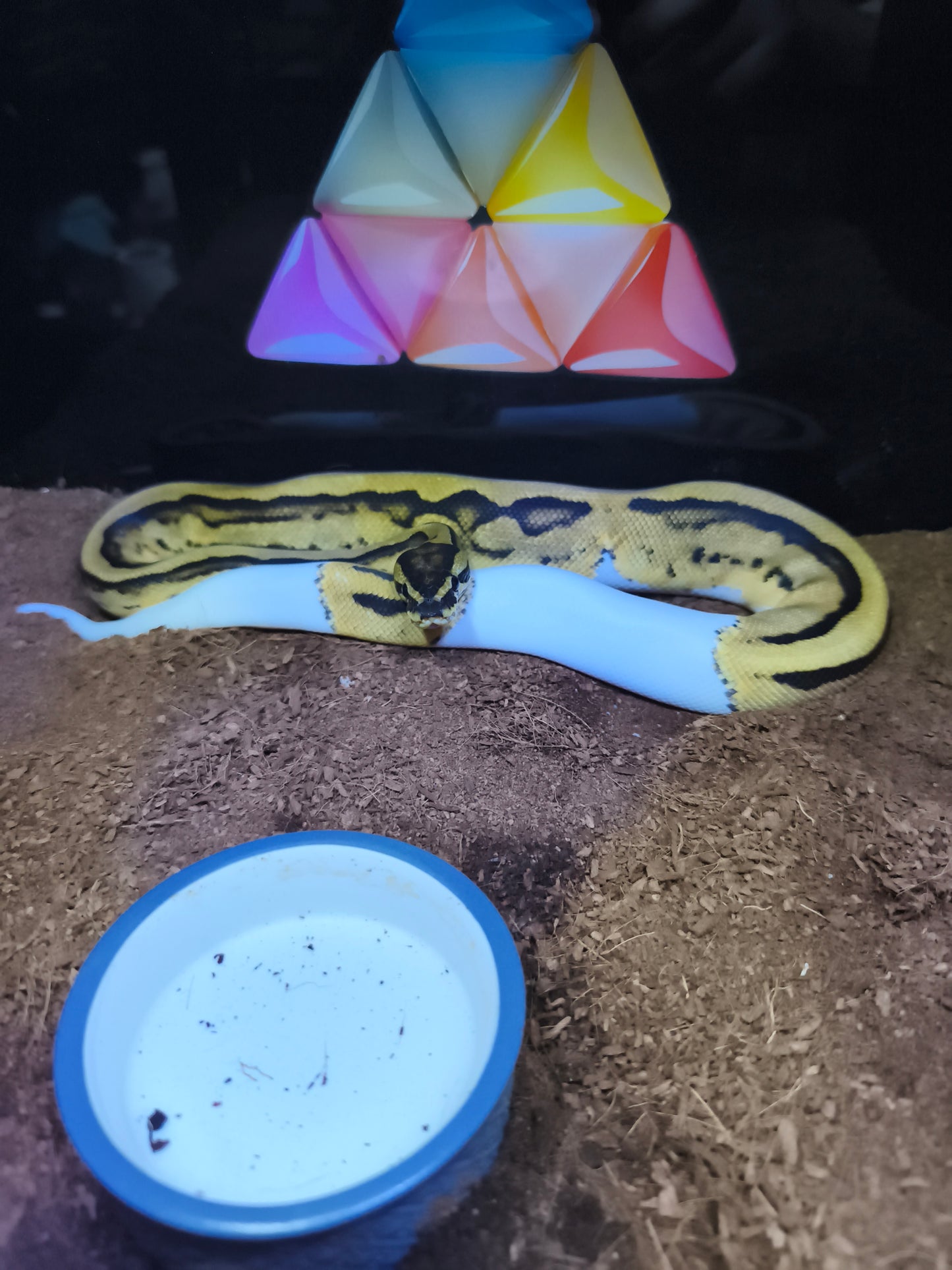 Ball Python Punpkin pied – Jaspet