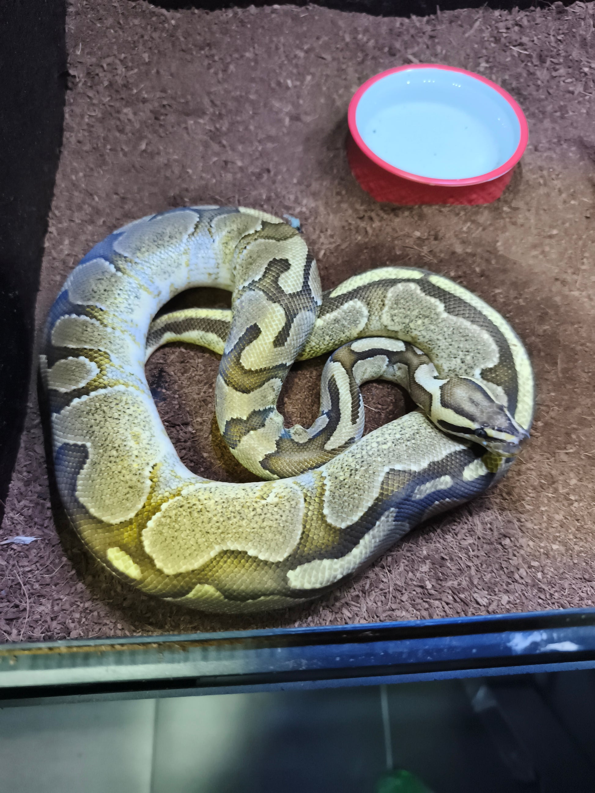 Ball Python (Python regius) – Jaspet