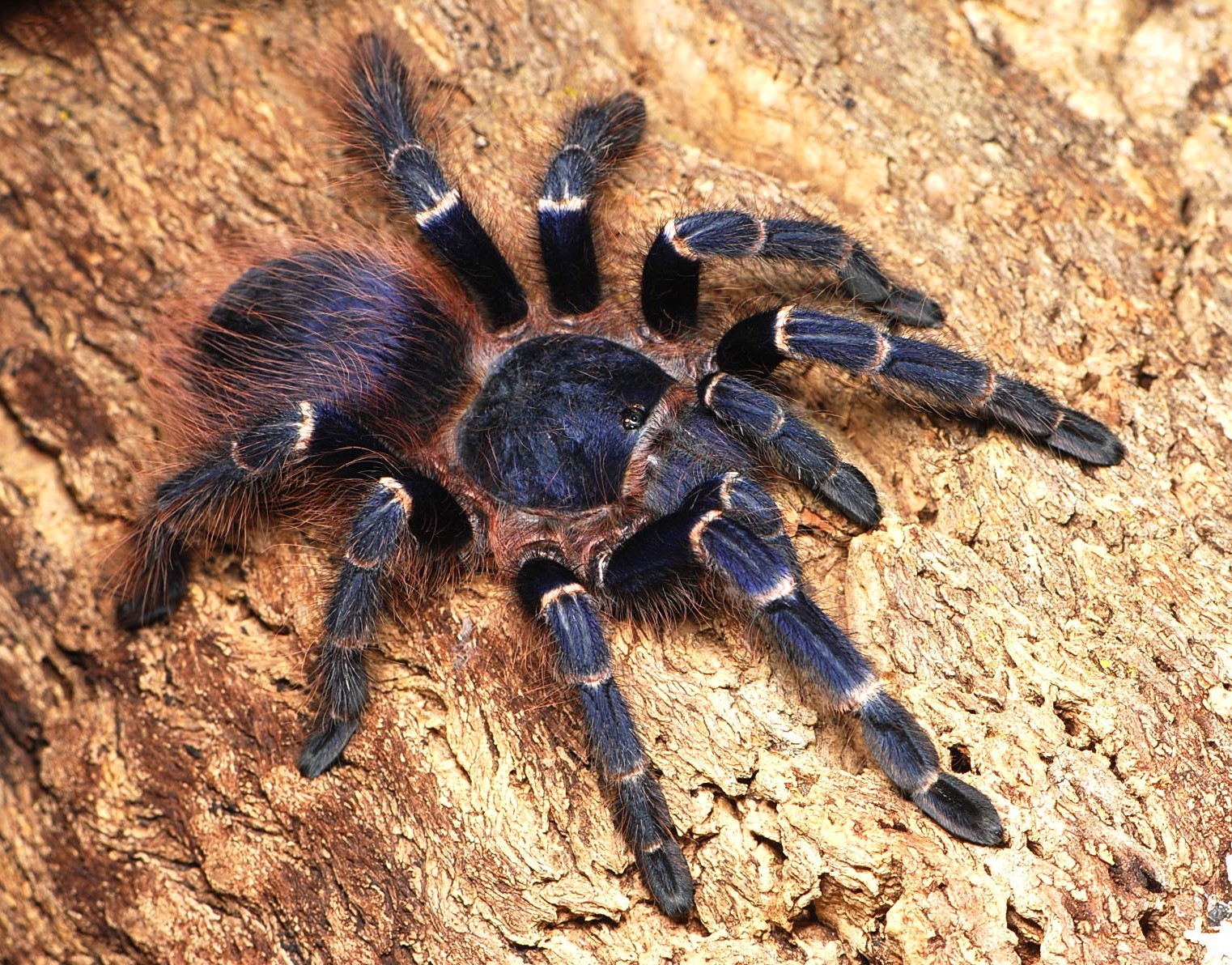 Nhandu cerradensis – Jaspet