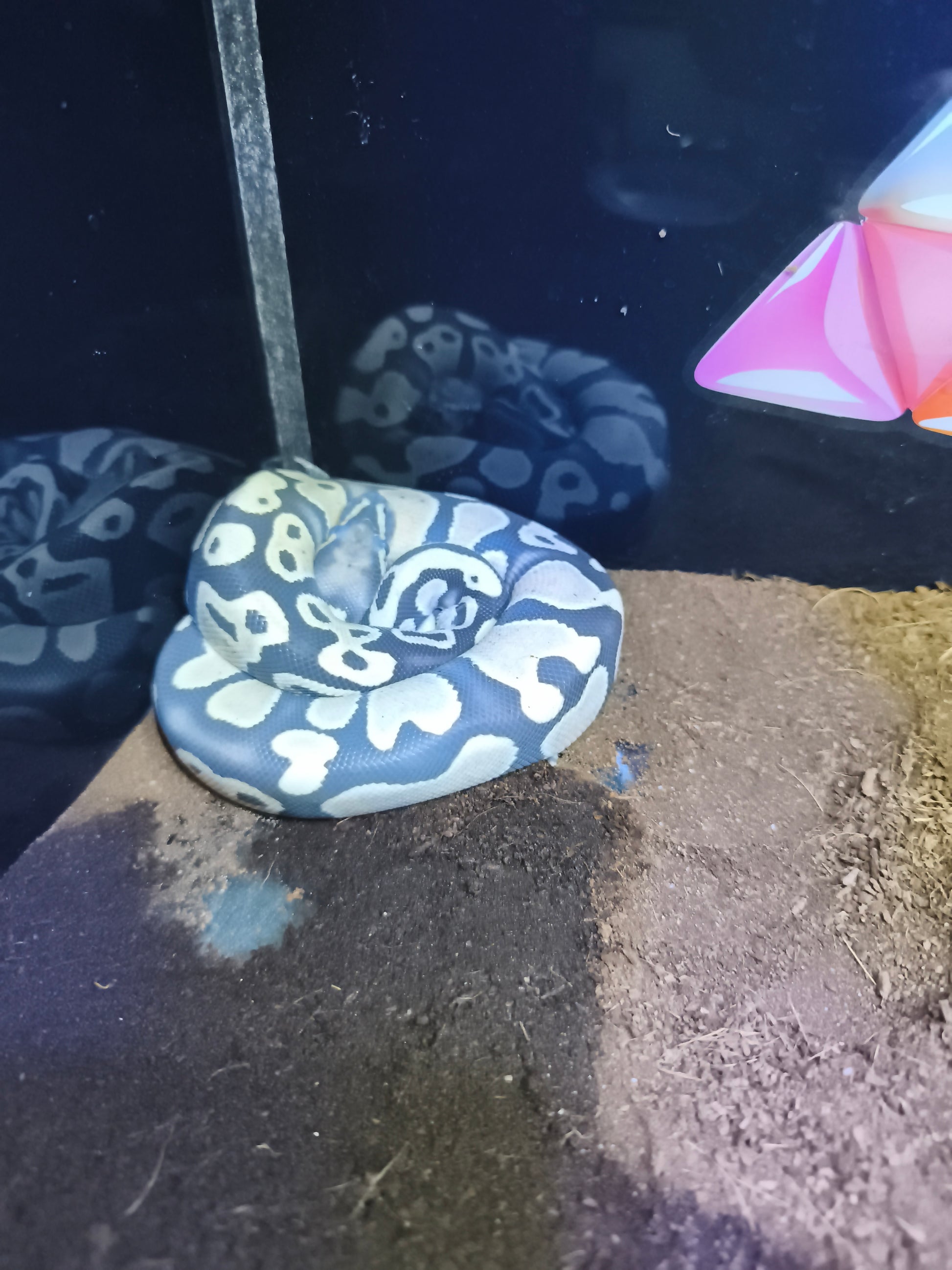 Ball Python (Python regius) – Jaspet