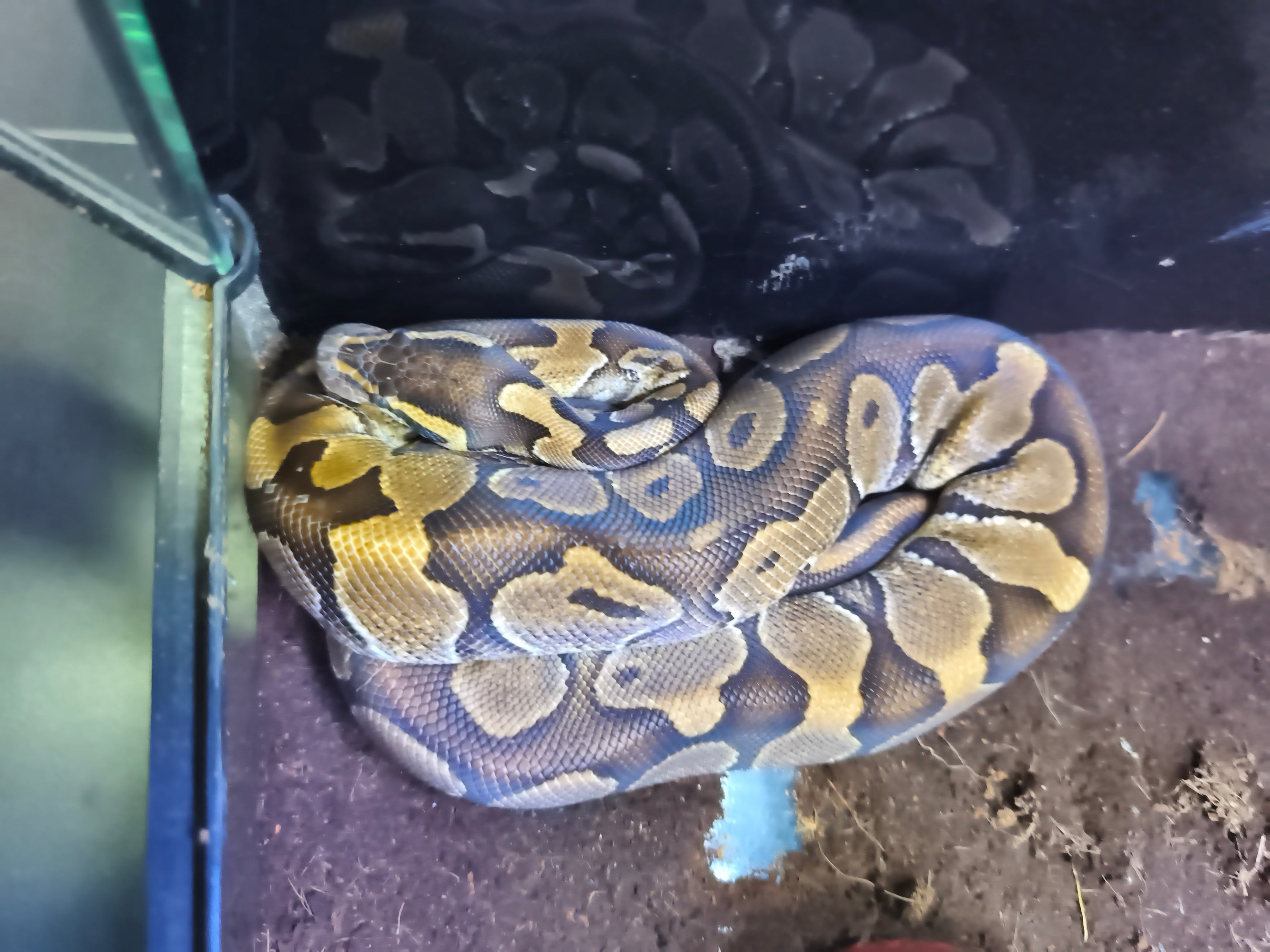 Ball Python (Python regius) – Jaspet